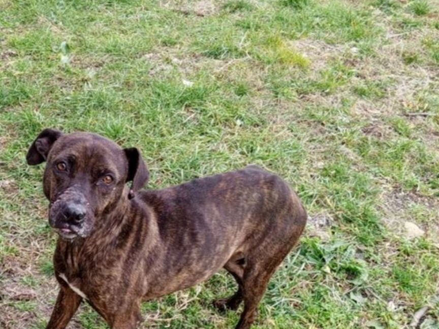 Отдам в добрые руки