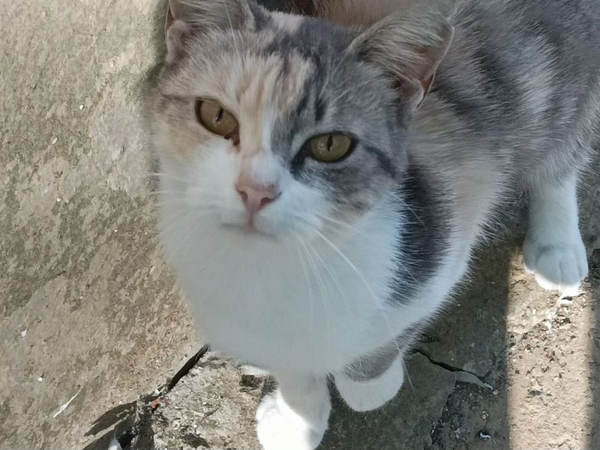 Кошка
