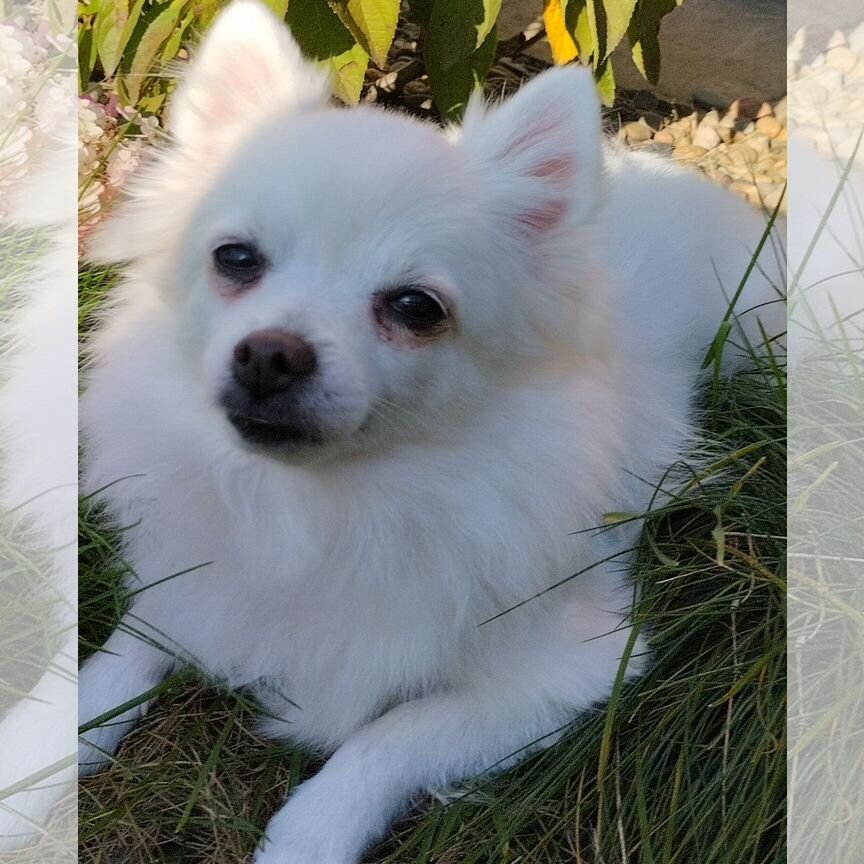 Померанский шпиц, взрослая собака