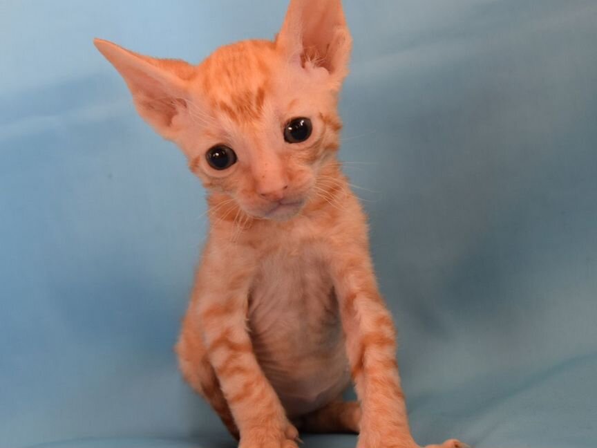 Корниш рекс рыжая кошечка