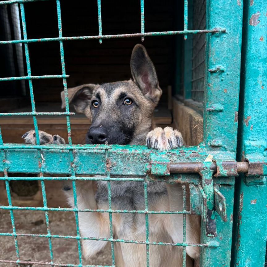 Щенок в добрые руки бесплатно