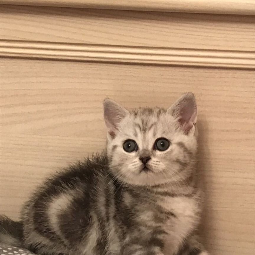 Мраморный котик