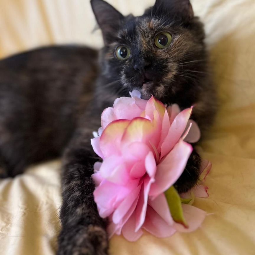 Кошка Корица ищет дом