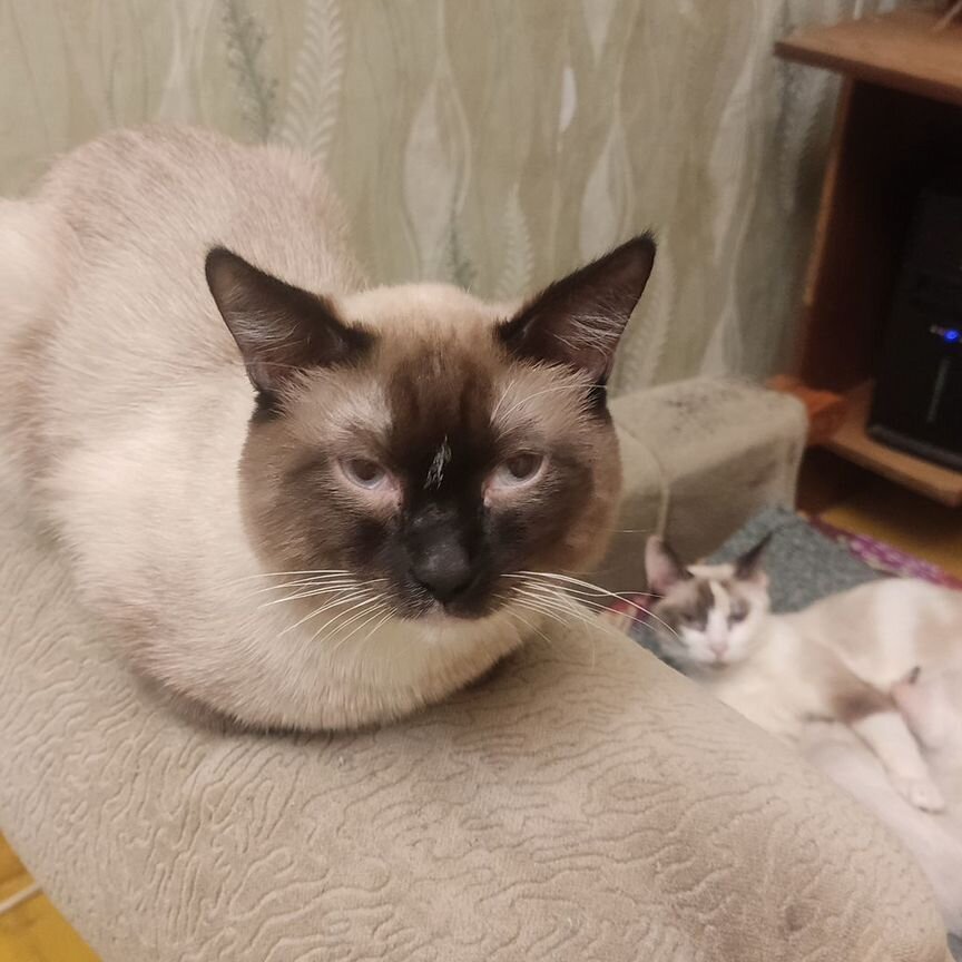 Сиамский котёнок