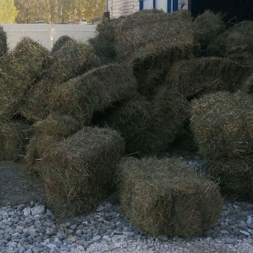 Сено, солома в тюках покос 2024 года