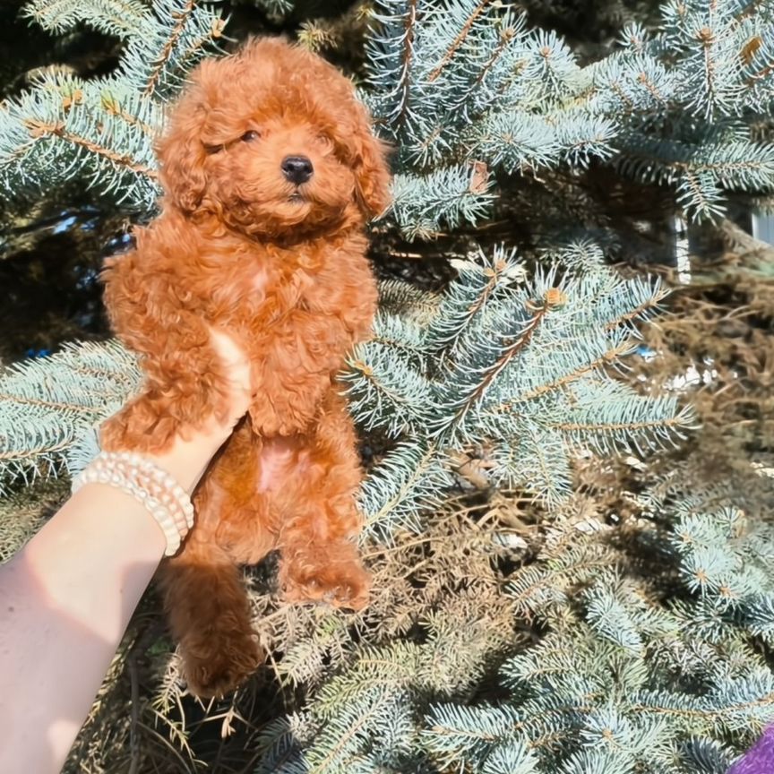 Той-пудель, щенок