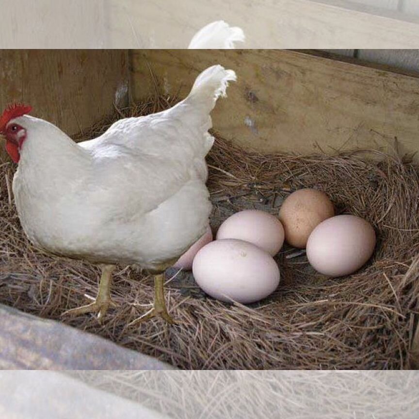 Продам курочек несушек