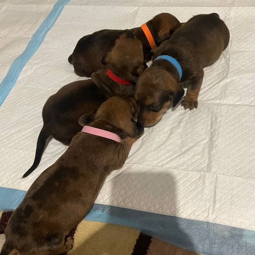 Такса, щенок