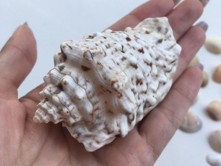 Морские ракушки