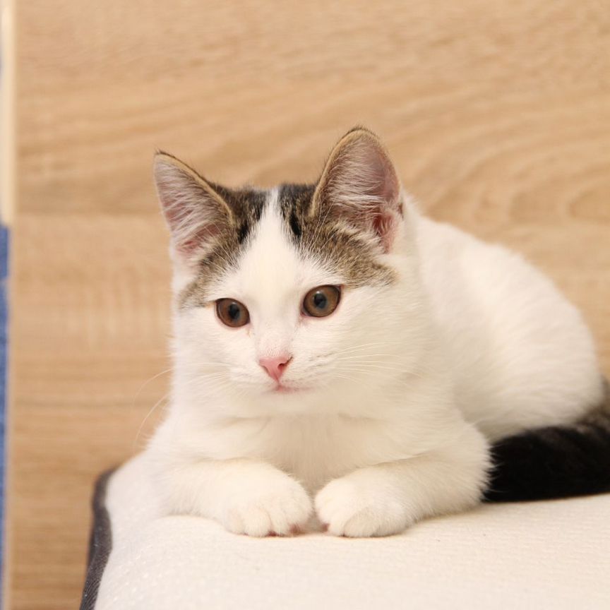 Котёнок Блестяшка