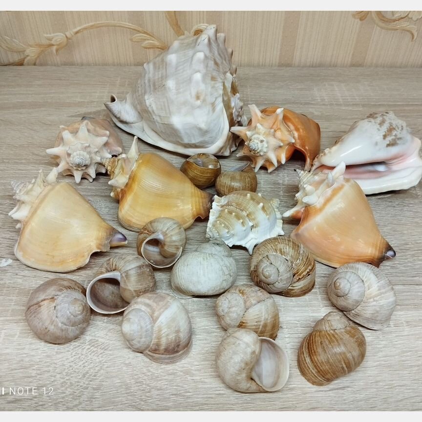 Набор морских ракушек