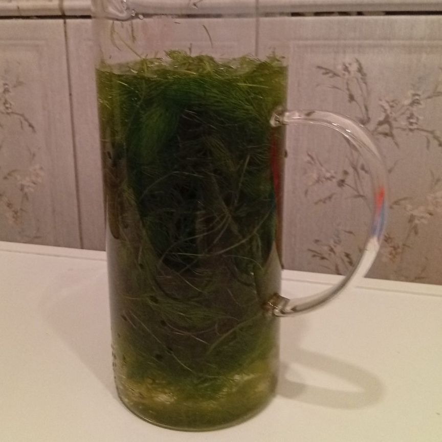 Водоросли