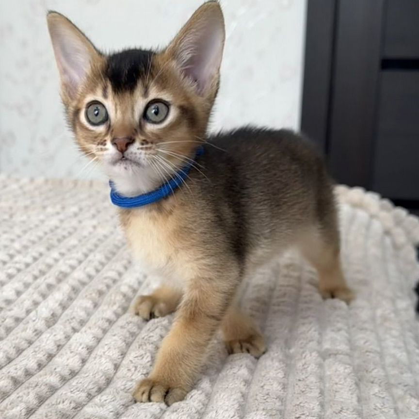 Абиссинский котёнок