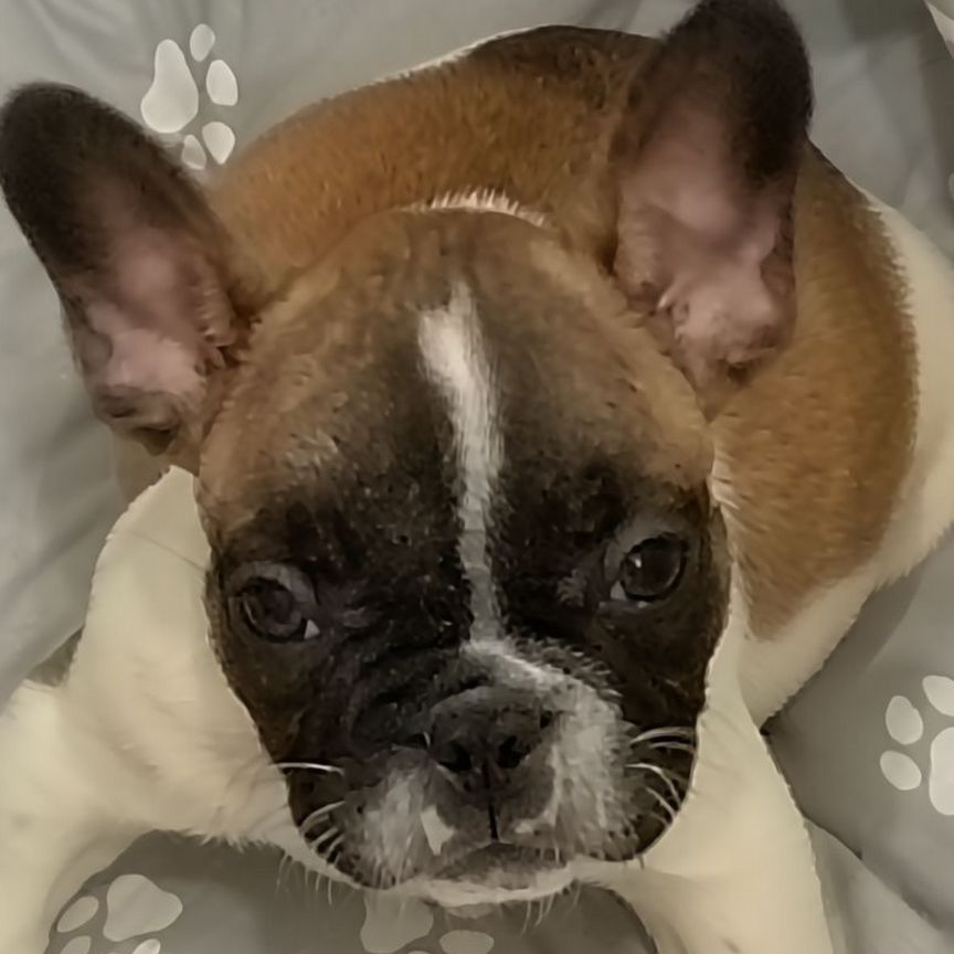 Французский бульдог, щенок