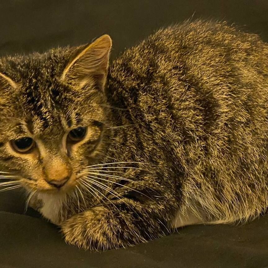 Котенок Сигма