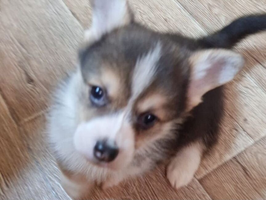 Вельш-корги пемброк мальчик