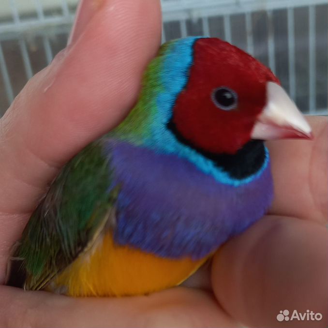 Продаю самца Амадина Гульда