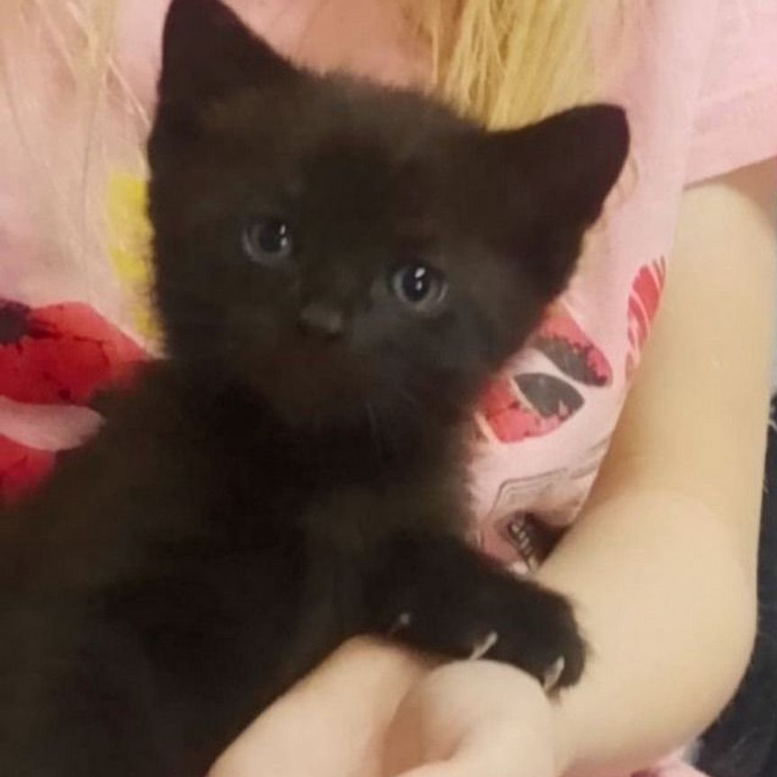 Котята в добрые руки 1 месяц