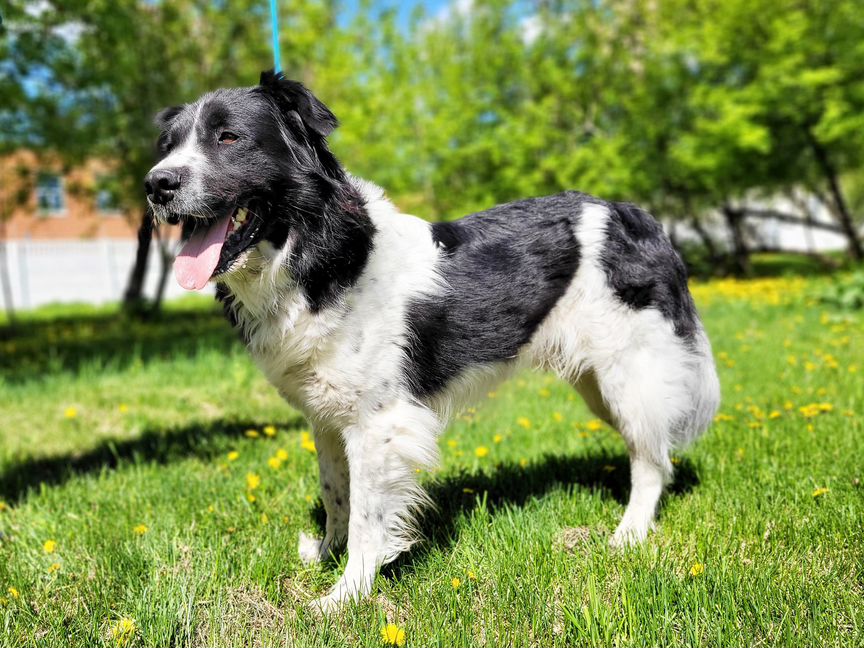 Очень красивый пес попал в приют