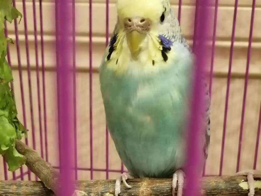 Волнистый попугай девочка