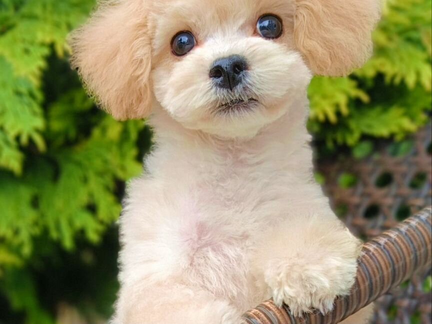 Мальтипу карамель