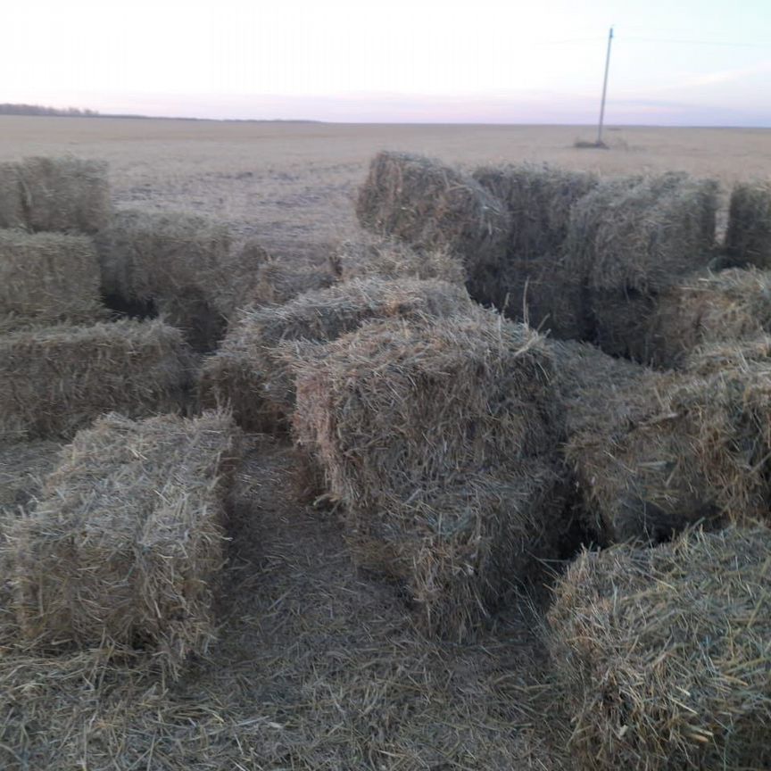 Солома в тюках с доставкой