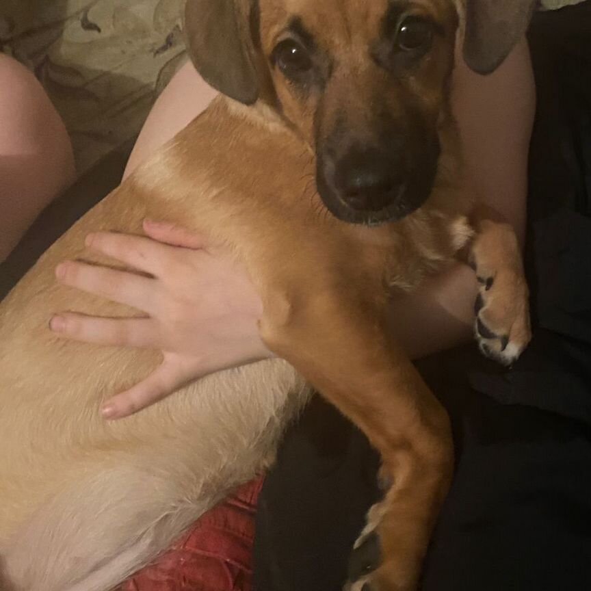 Такса вперемешку