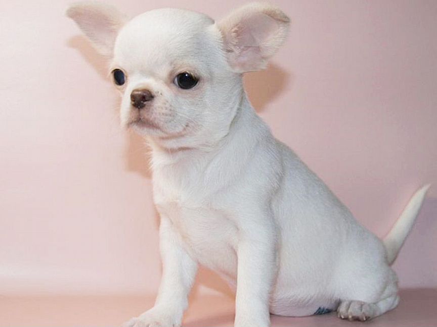 Чихуахуа Белоснежка