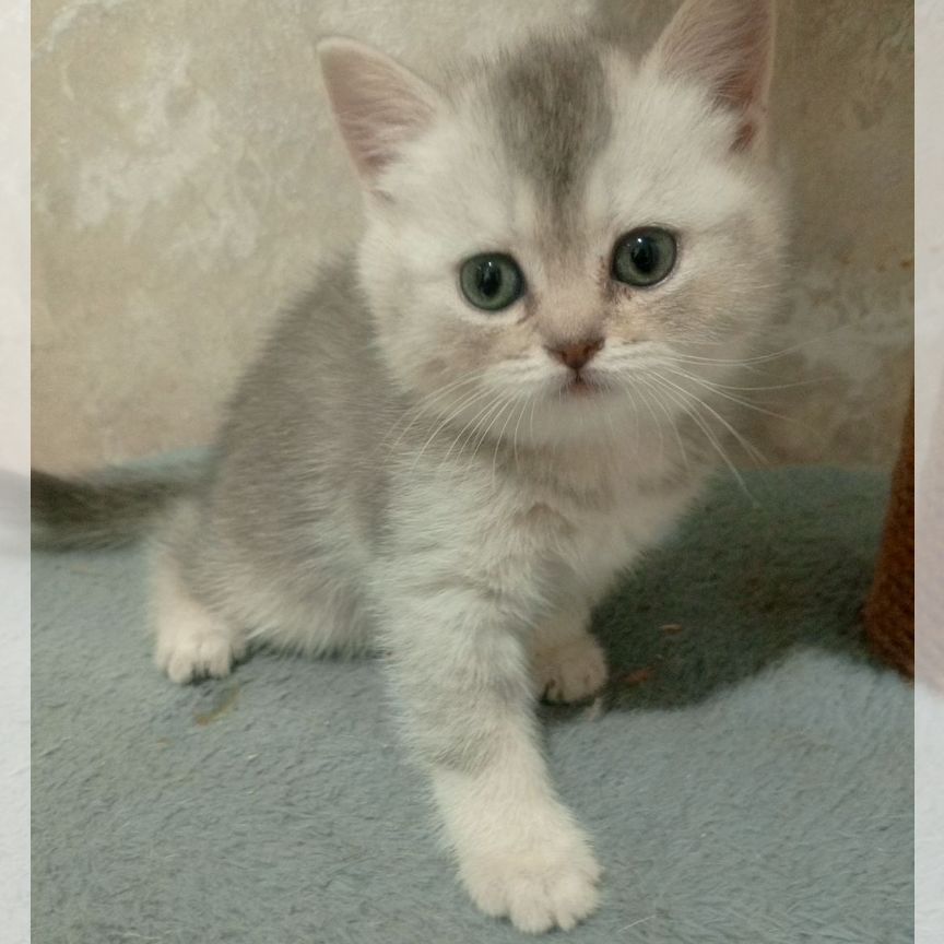 Шотландская