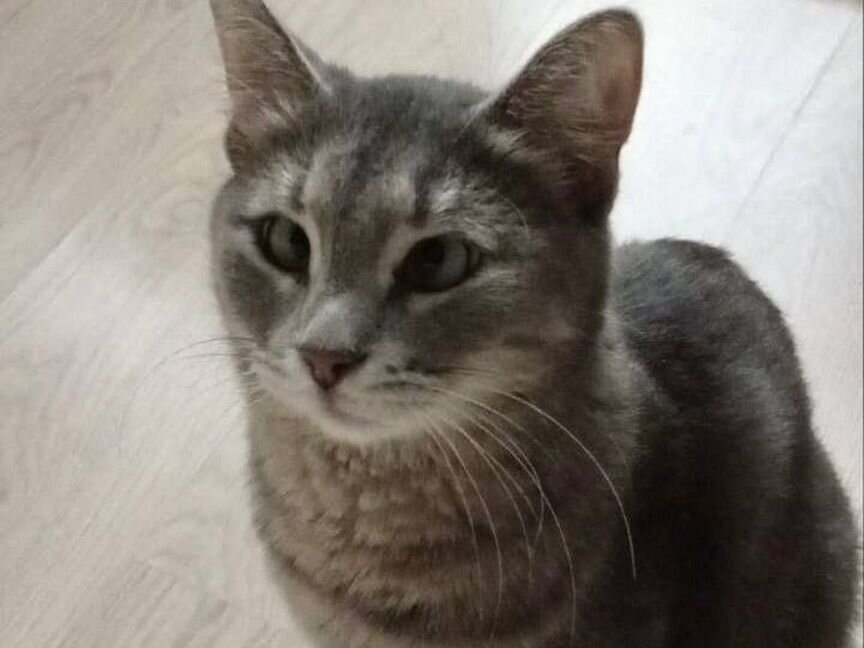 Кошка с глазами как у Крамарова в дар бесплатно