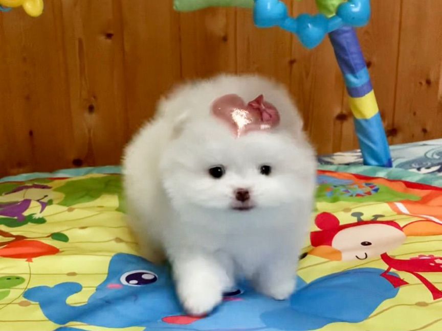 Померанский шпиц