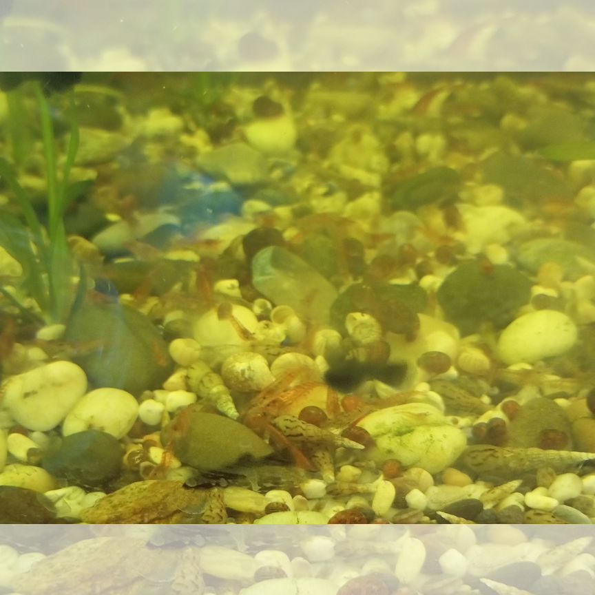 Мальки Молли чёрной, креветки