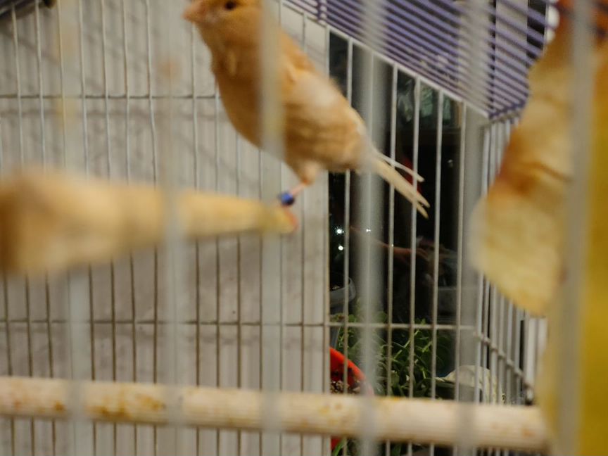 Канарейка Самка