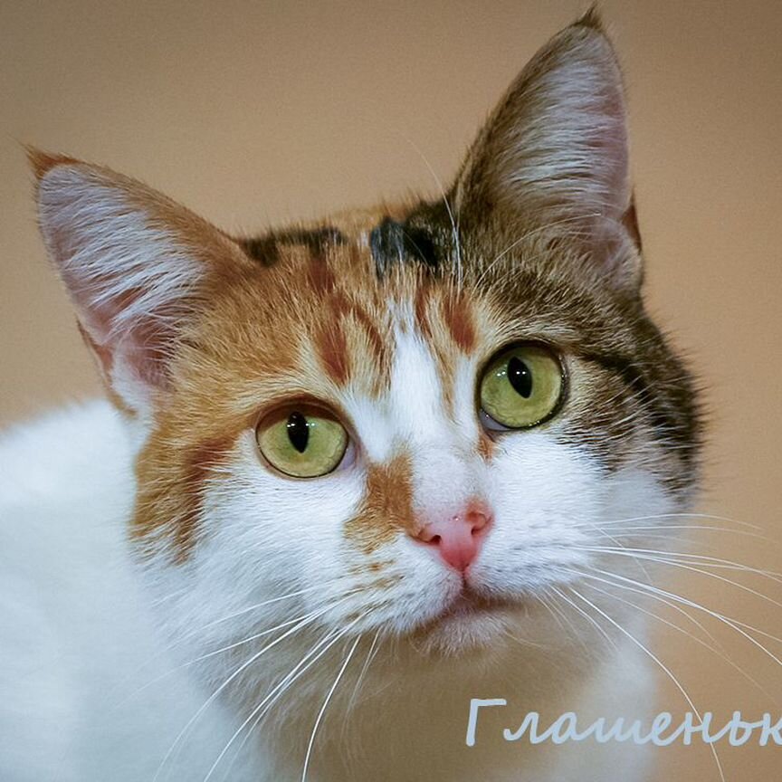 Счастливая" трехцветная кошка Глашенька ищет дом