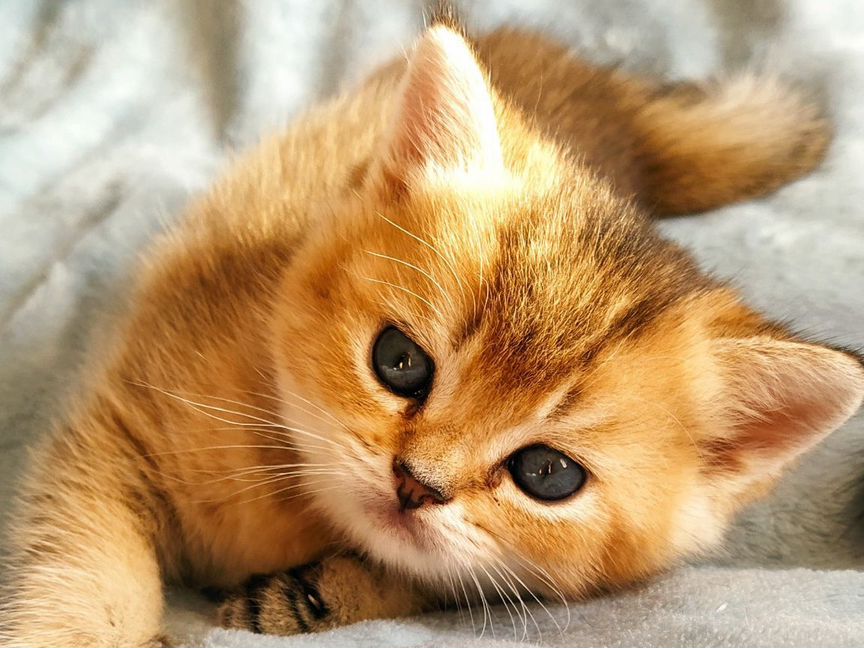 Золотая шиншилла кот