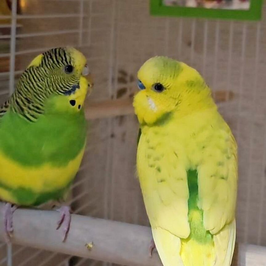 Волнистый попугай с клеткой