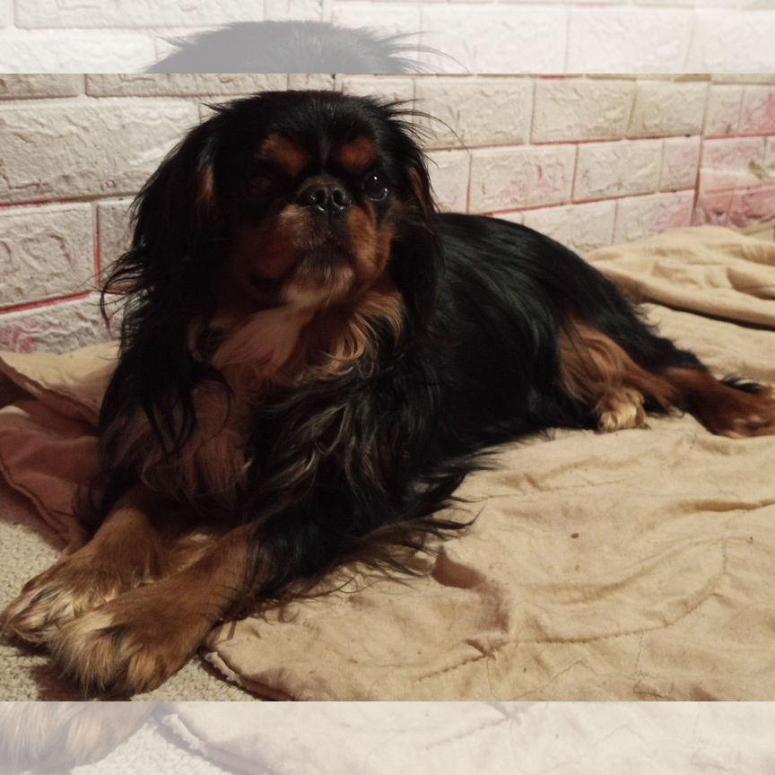 Кавалер кинг-чарльз-спаниель, щенок