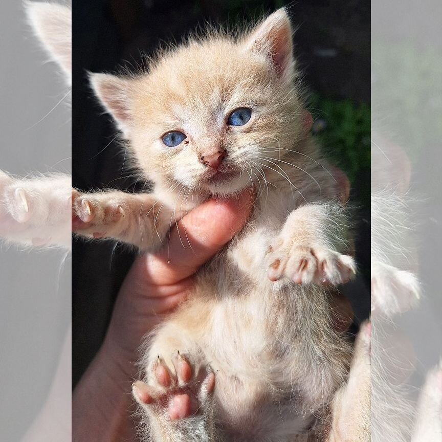 Ориентальный котёнок