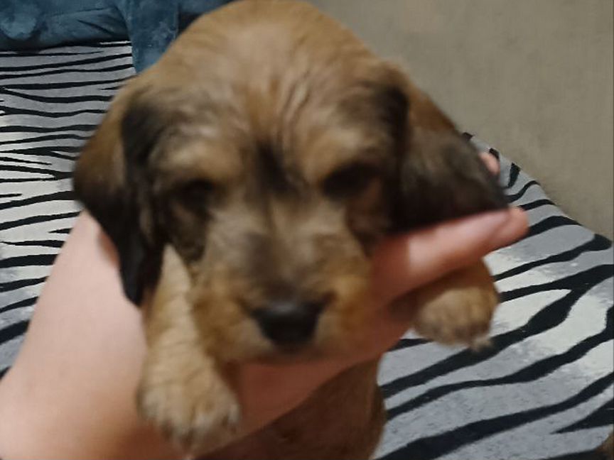 Жесткошёрстная такса