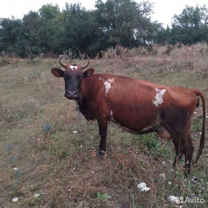 Корова стельная дойная