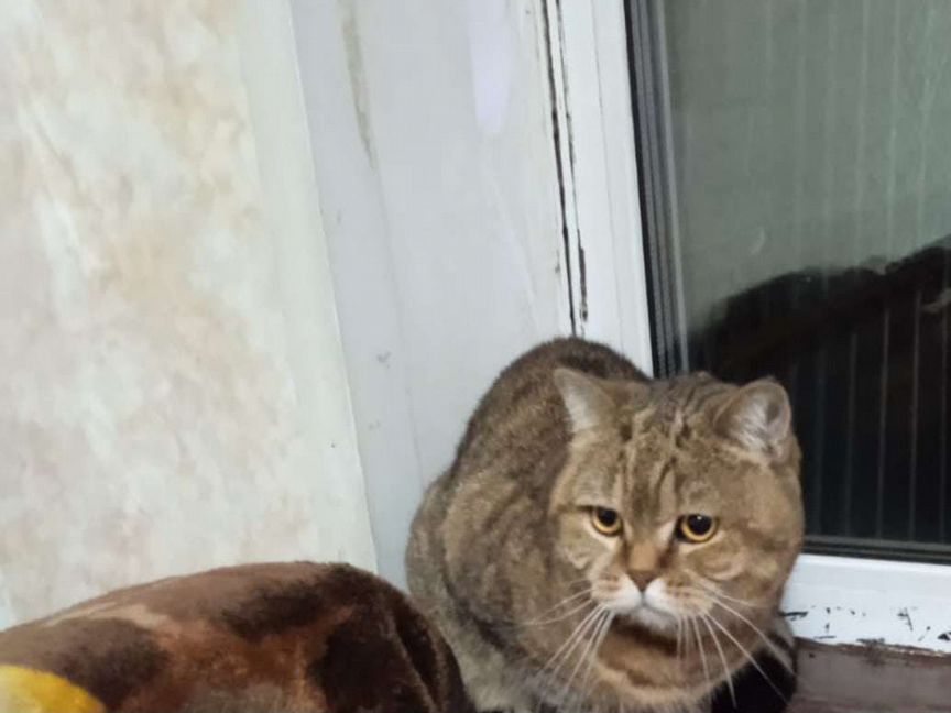 Найдена кошка, отдам в добрые ручки