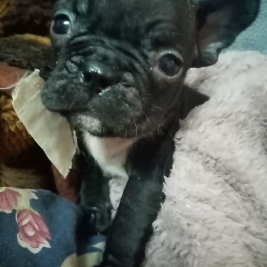 Французский бульдог щенки