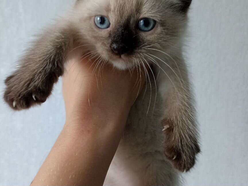 Котёнок Милка