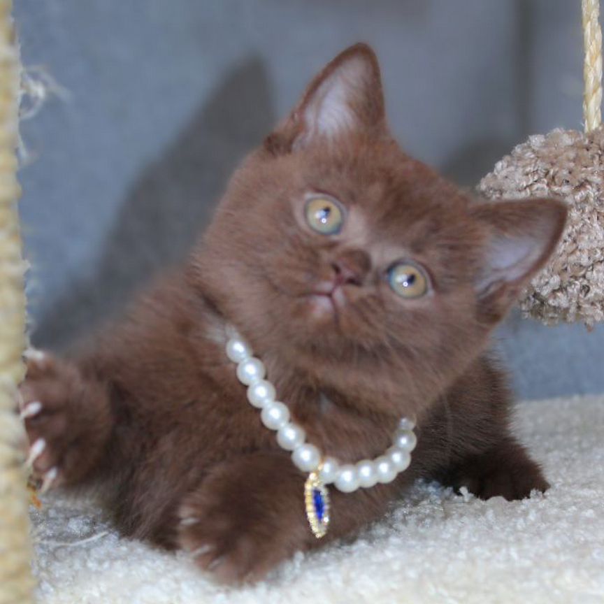Британский короткошёрстный котёнок