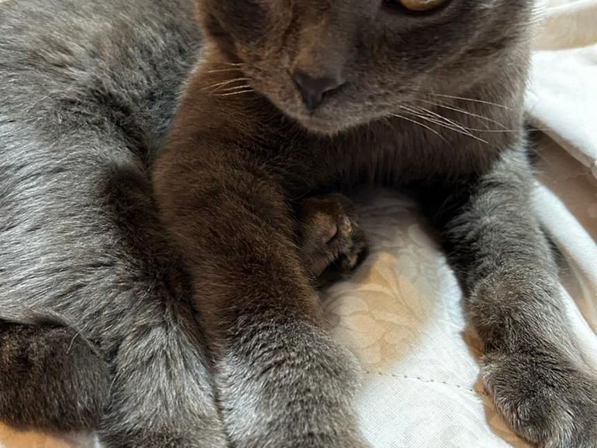 Ищет заботливые руки шотландский вислоухий котик