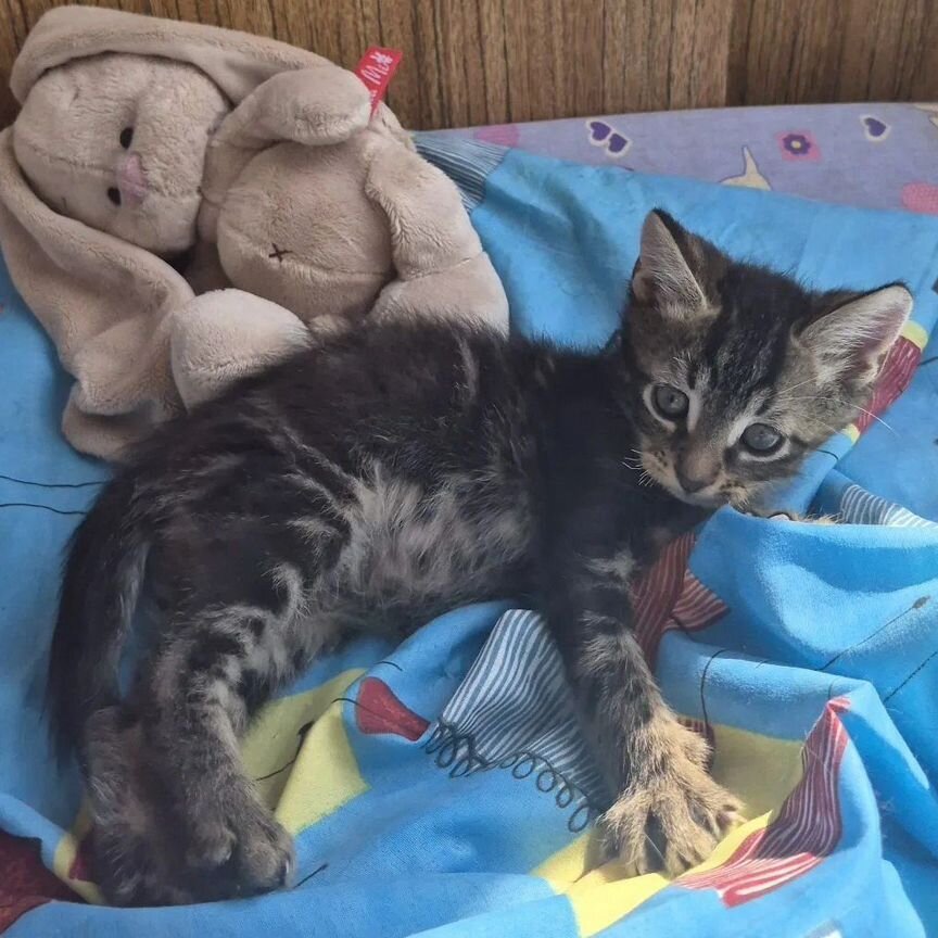 Котёнок в добрые руки