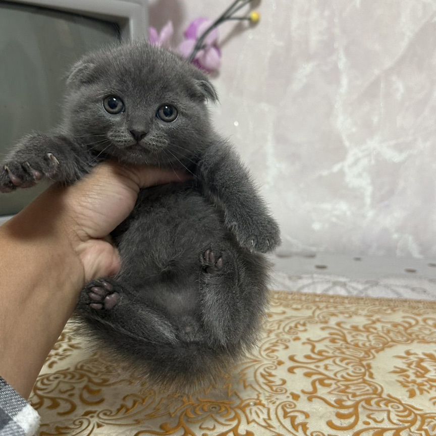 Шотландские котята