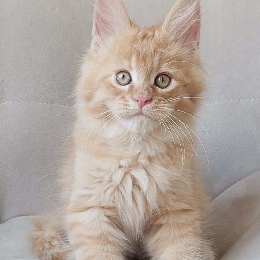 Котята мейн-кун