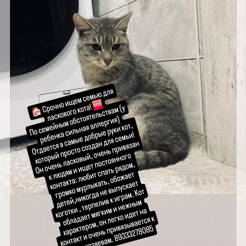 Взрослый кот в добрые руки