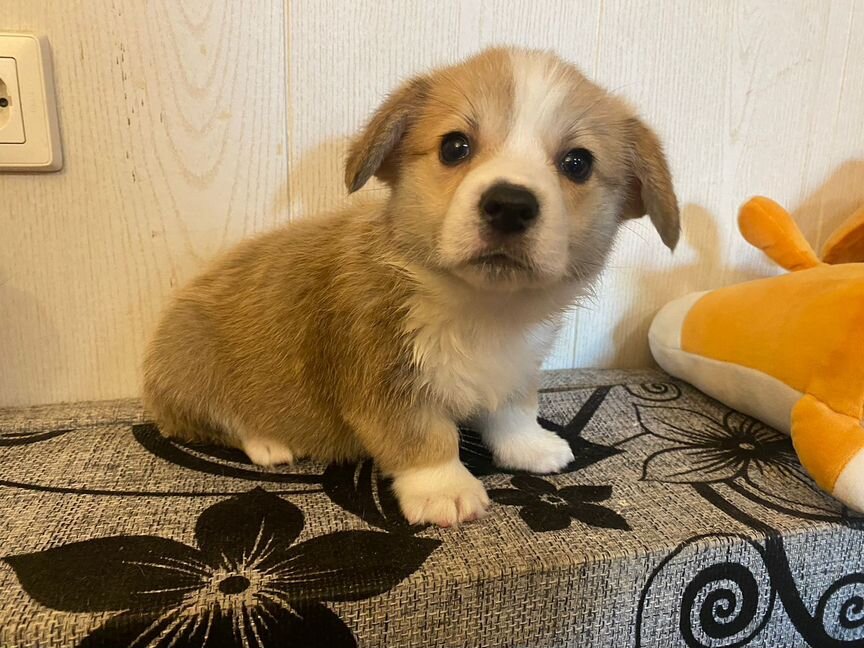 Мальчишки Вельш Корги Пемброк